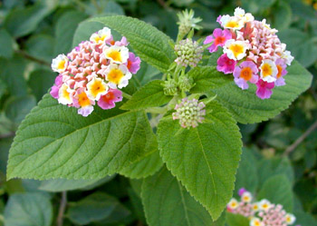 唇形目 Lamiales 蓝色动物学（中国动物学科普）